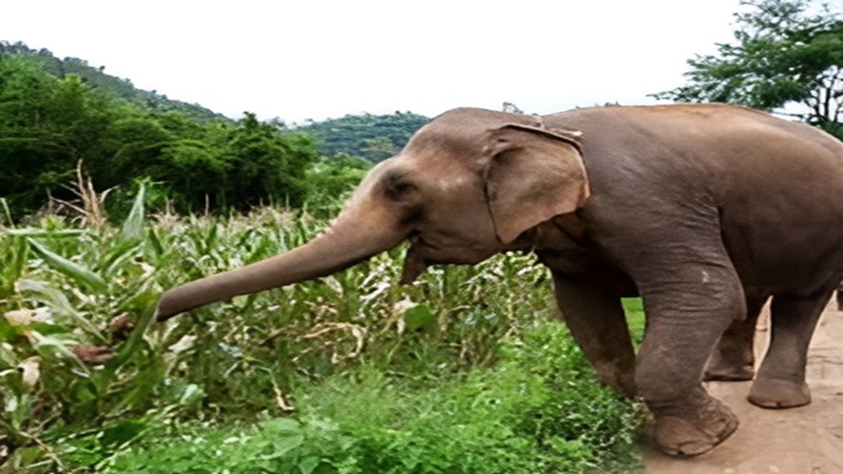 Elephant Crop Damage : फसल को हाथी पहुंचा रहे नुकसान, किसानों में बढ़ ...
