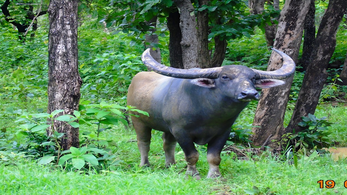 Wild Buffalo Conservation : छत्तीसगढ़ में वन भैंसा और काला हिरण संरक्षण ...
